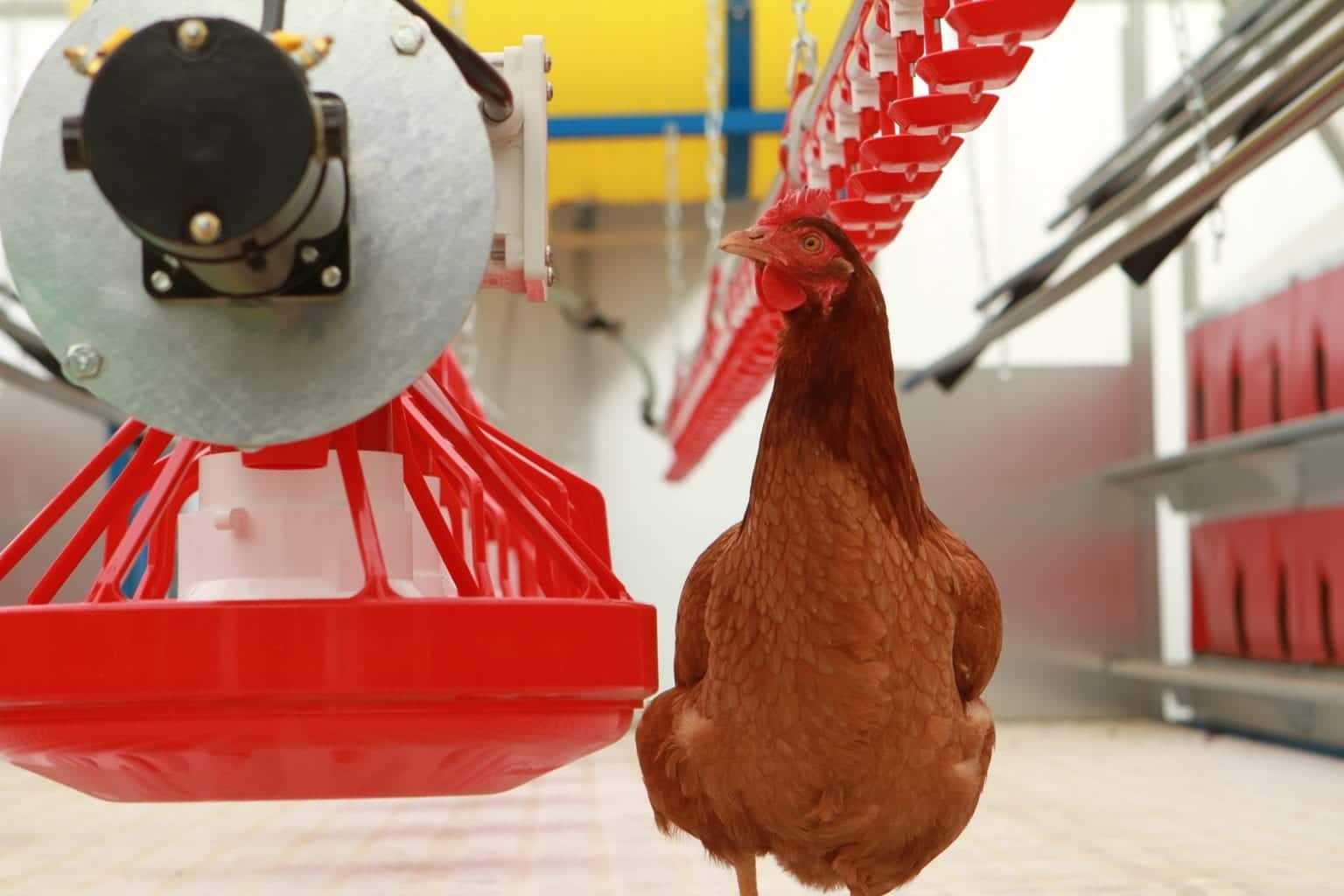 Mobile Chicken House Model 650