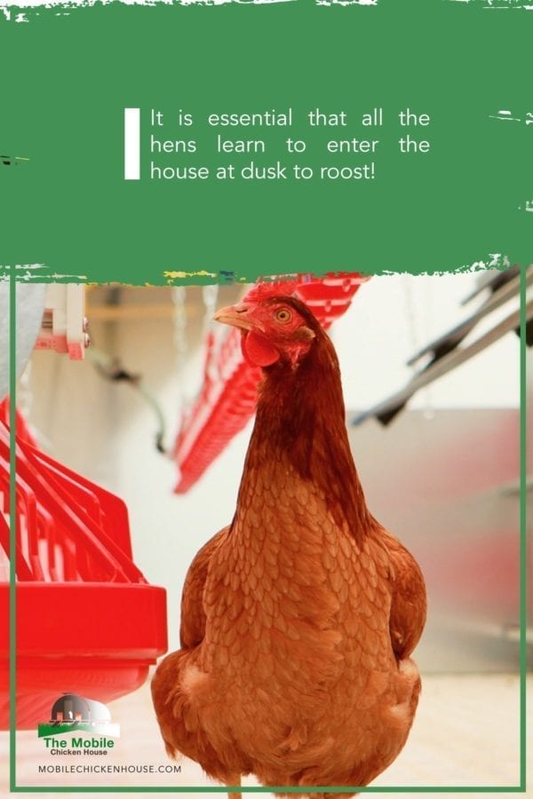 The Ultimate Guide To Training Chickens - The Mobile Chicken House