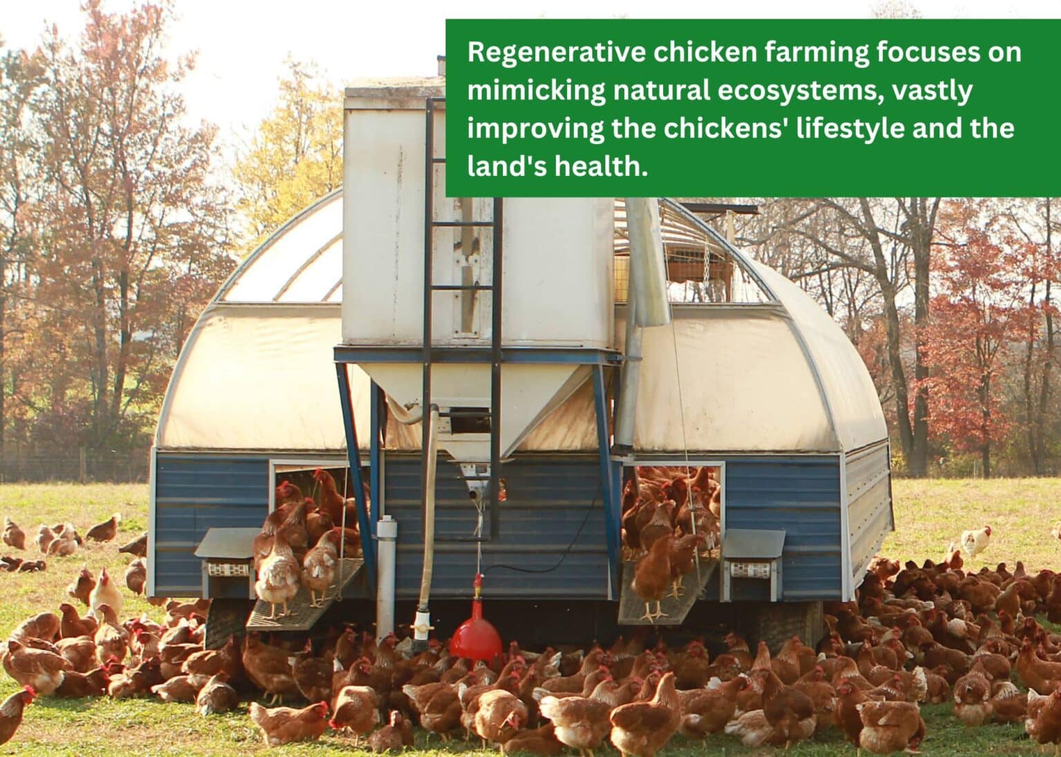 Regenerative Farming: How Your Chickens Can Enrich Your Farm