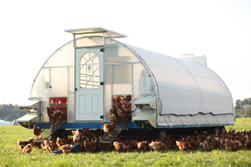 Raising Chickens in the Current Climate of Rising Egg Prices: A ...